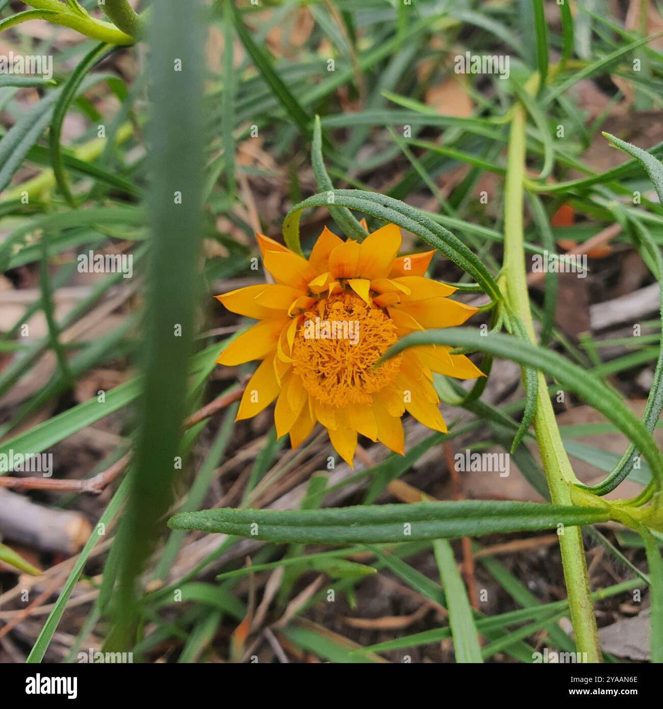 sticky everlasting (Xerochrysum viscosum) Plantae Stock Photo - Alamy
