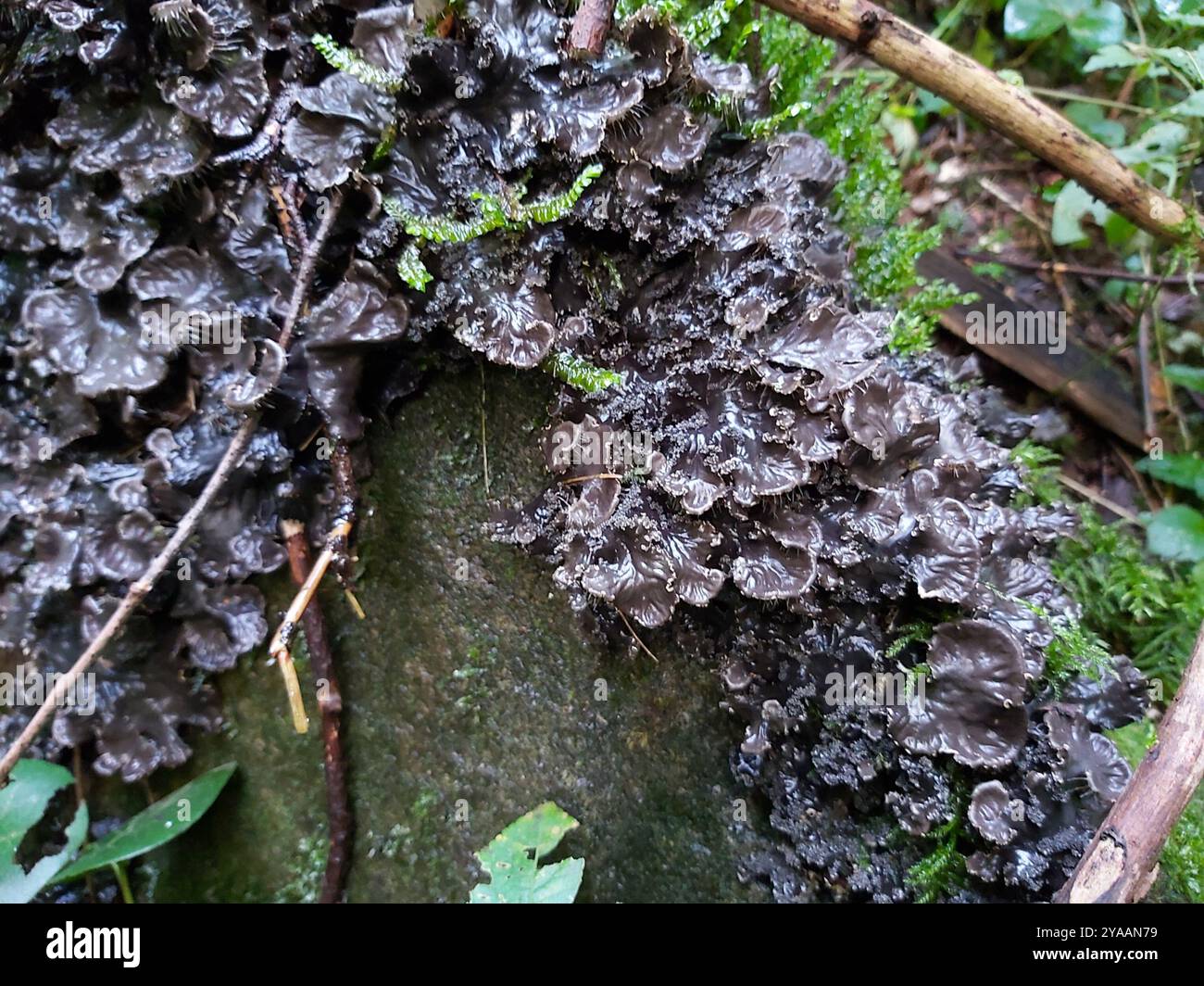 scaly pelt lichen (Peltigera praetextata) Fungi Stock Photo - Alamy