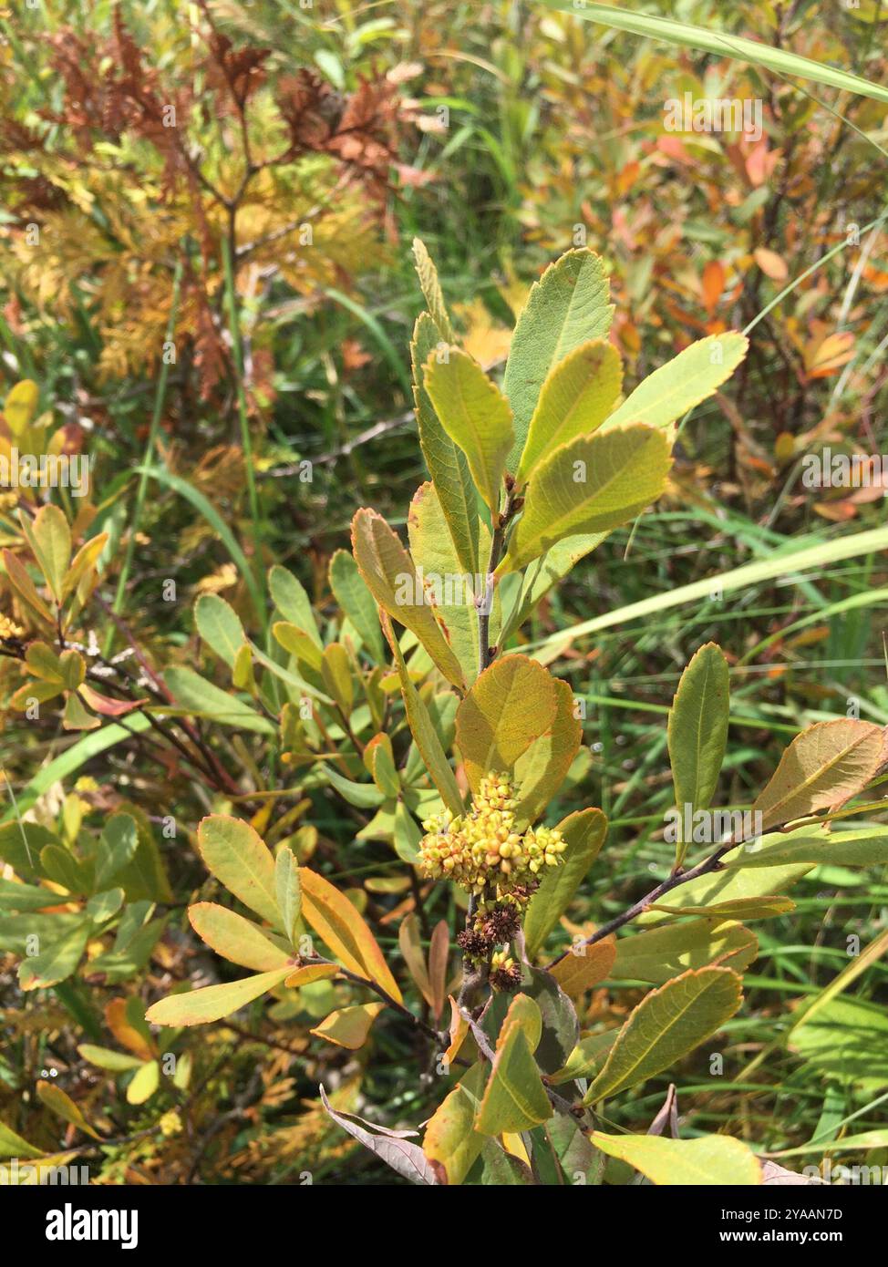 bog myrtle (Myrica gale) Plantae Stock Photo - Alamy