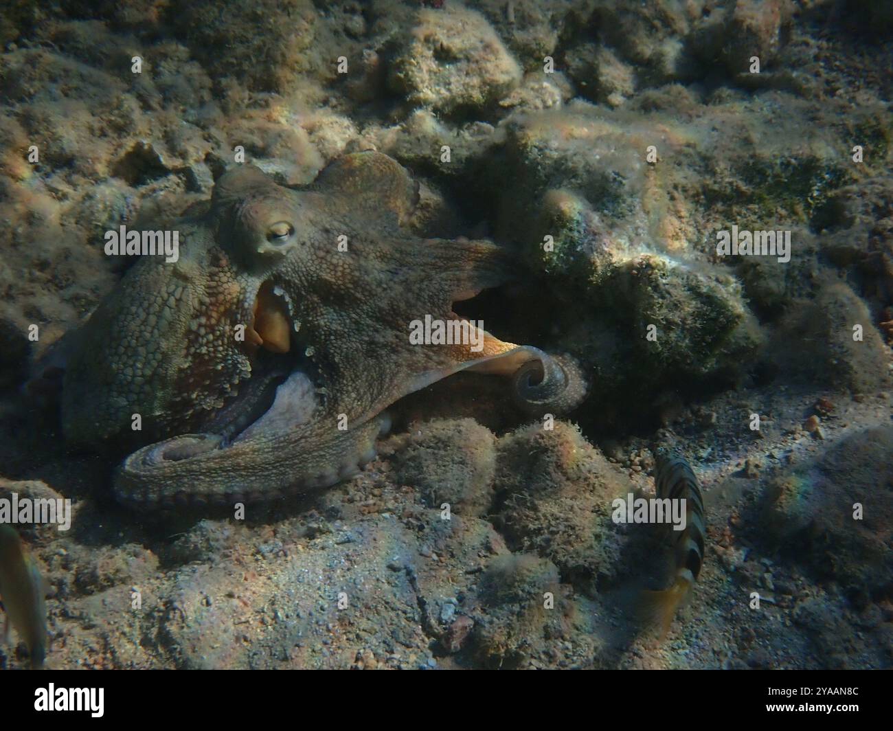 Common Octopus (Octopus vulgaris) Mollusca Stock Photo - Alamy