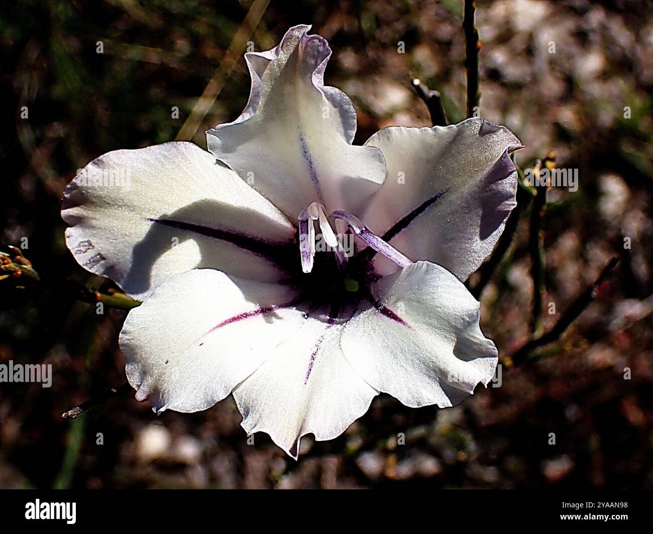 Common Swordlily (Gladiolus floribundus) Plantae Stock Photo - Alamy