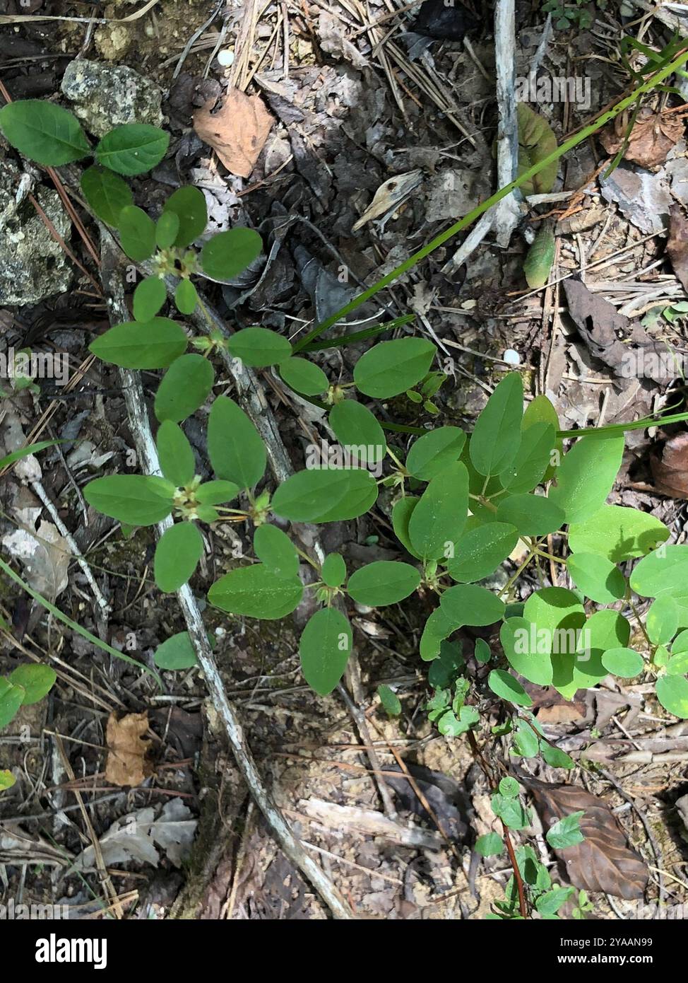Prairie Tea (Croton monanthogynus) Plantae Stock Photo - Alamy