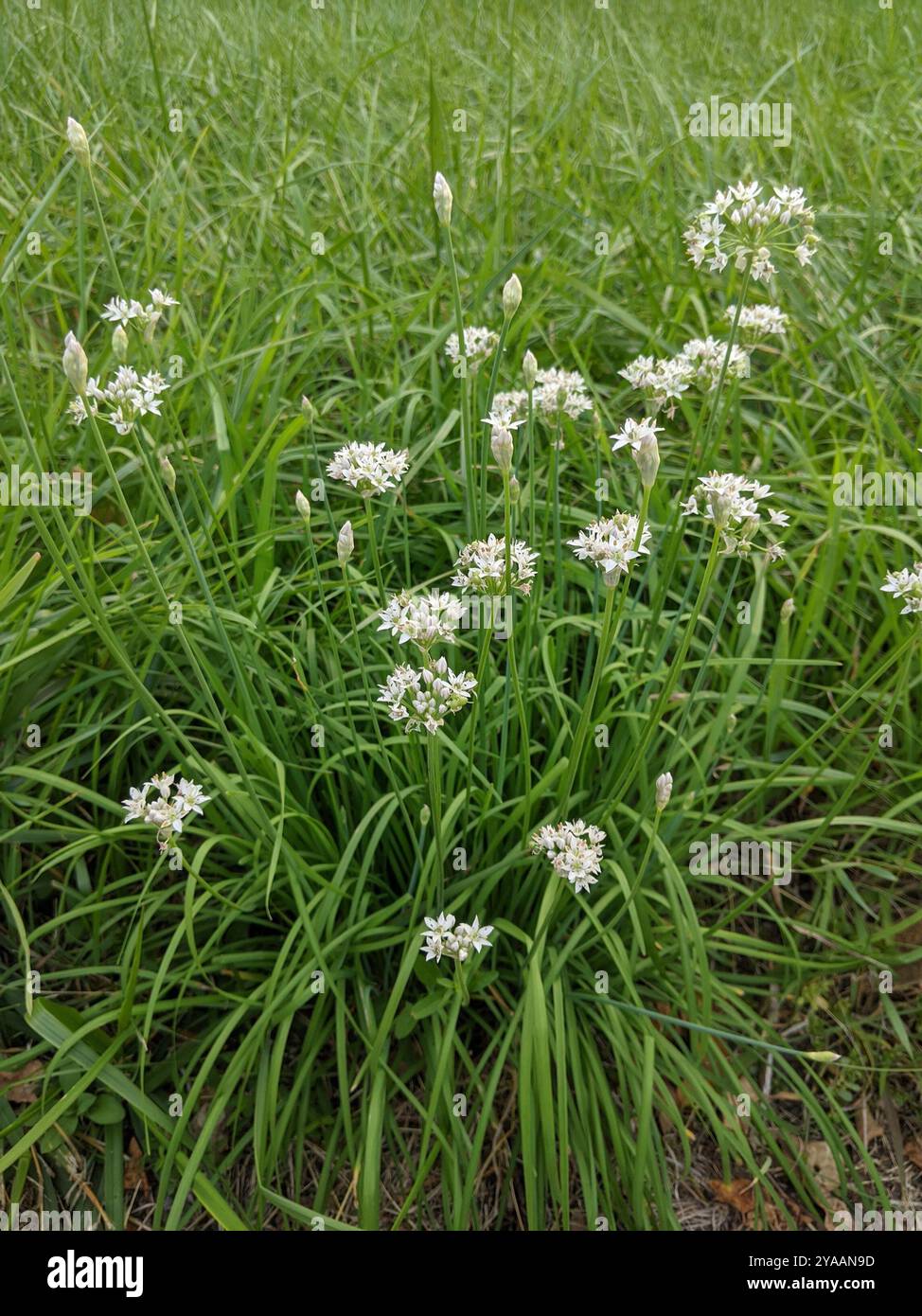 Garlic Chives (Allium tuberosum) Plantae Stock Photo - Alamy