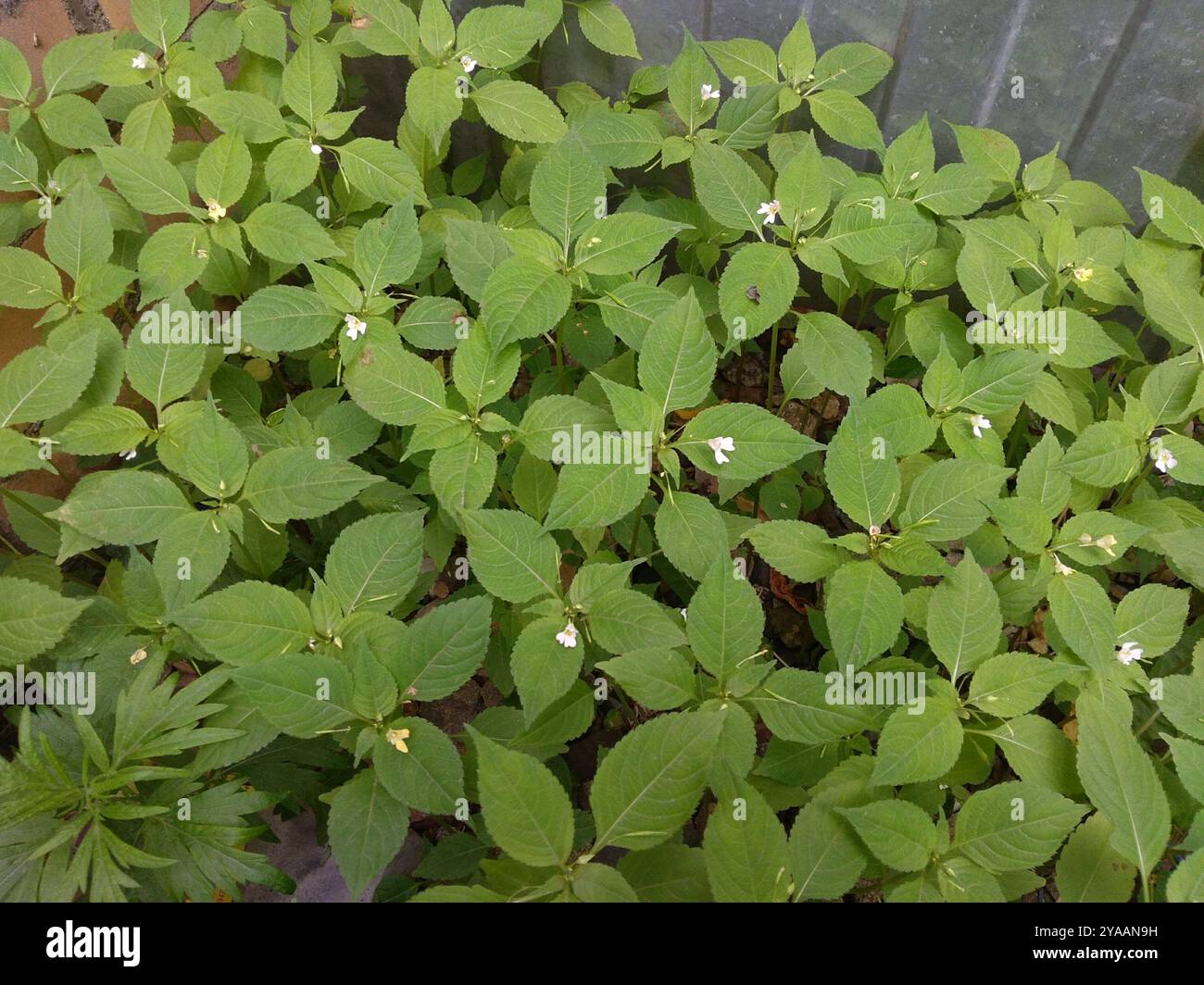 small balsam (Impatiens parviflora) Plantae Stock Photo - Alamy