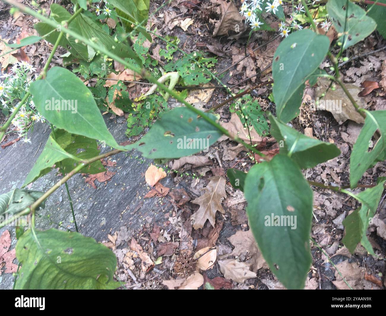 American jumpseed (Persicaria virginiana) Plantae Stock Photo - Alamy