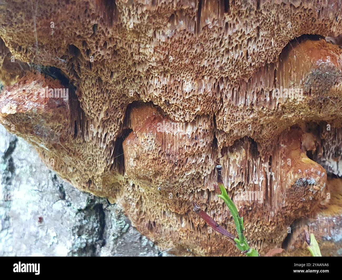 Alder Bracket (Mensularia radiata) Fungi Stock Photo - Alamy