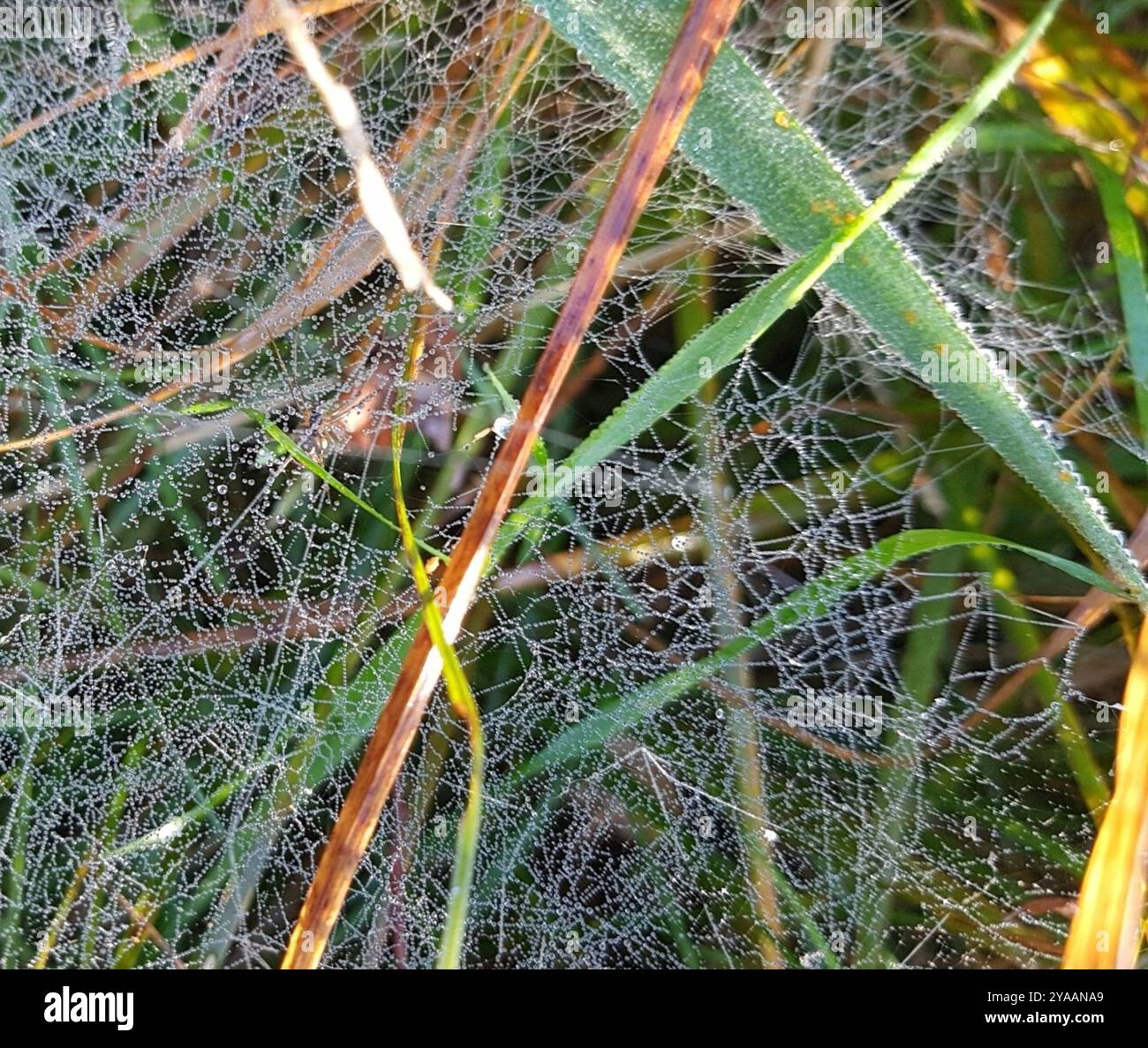 Common sheetweb spider (Linyphia triangularis) Arachnida Stock Photo ...