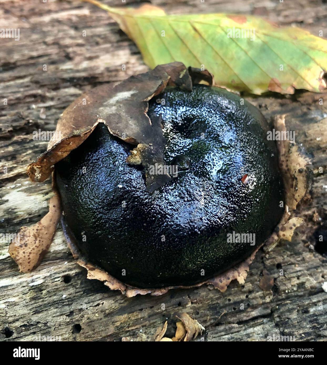 Dog's nose fungus (Camarops petersii) Fungi Stock Photo - Alamy
