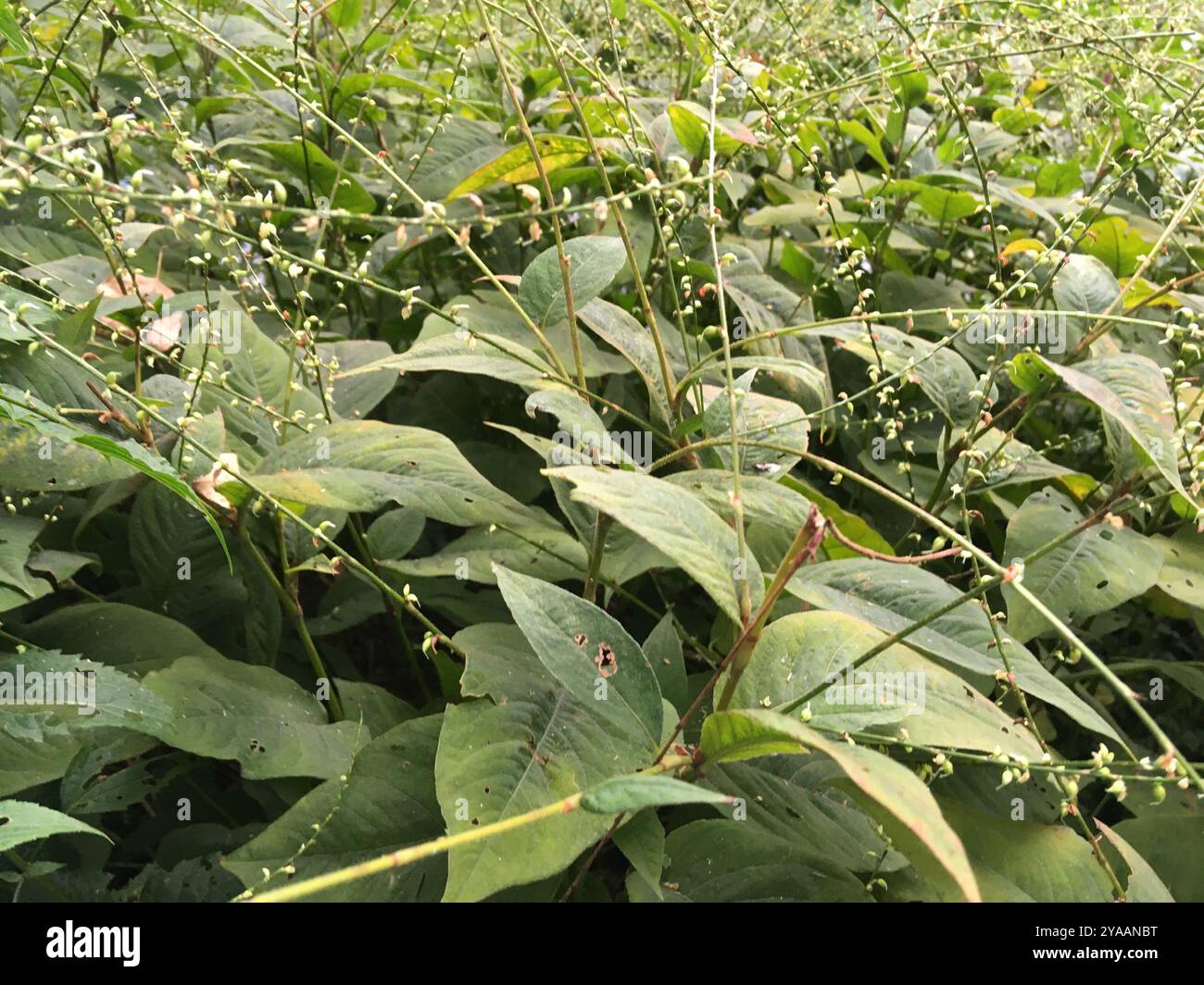 American jumpseed (Persicaria virginiana) Plantae Stock Photo - Alamy