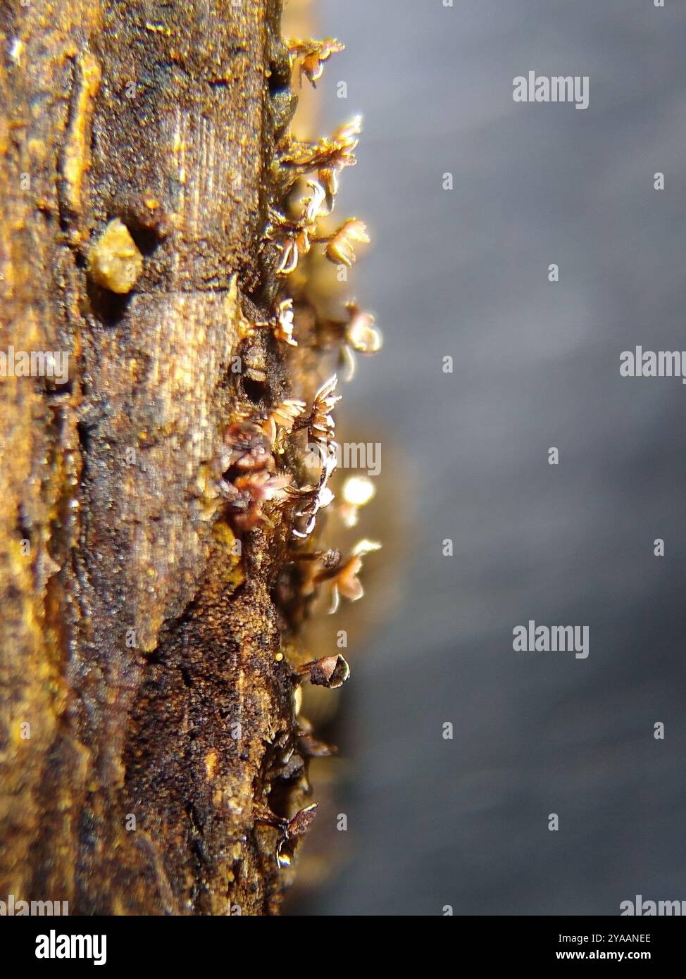 (Diderma subasteroides) Protozoa Stock Photo - Alamy
