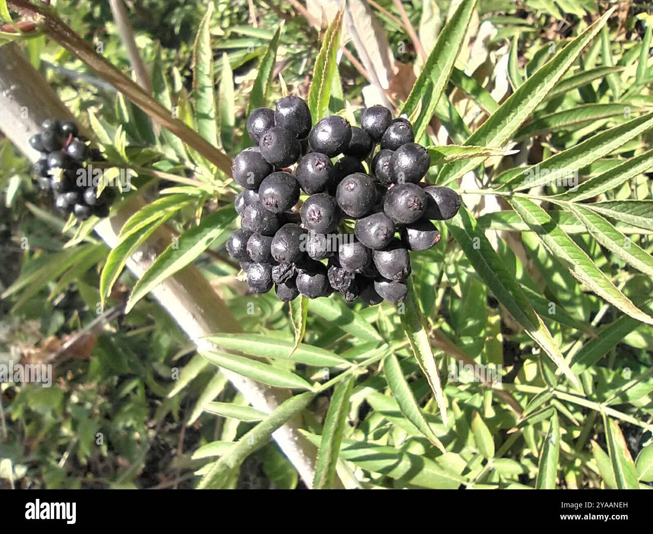 Dwarf Elder (Sambucus ebulus) Plantae Stock Photo - Alamy