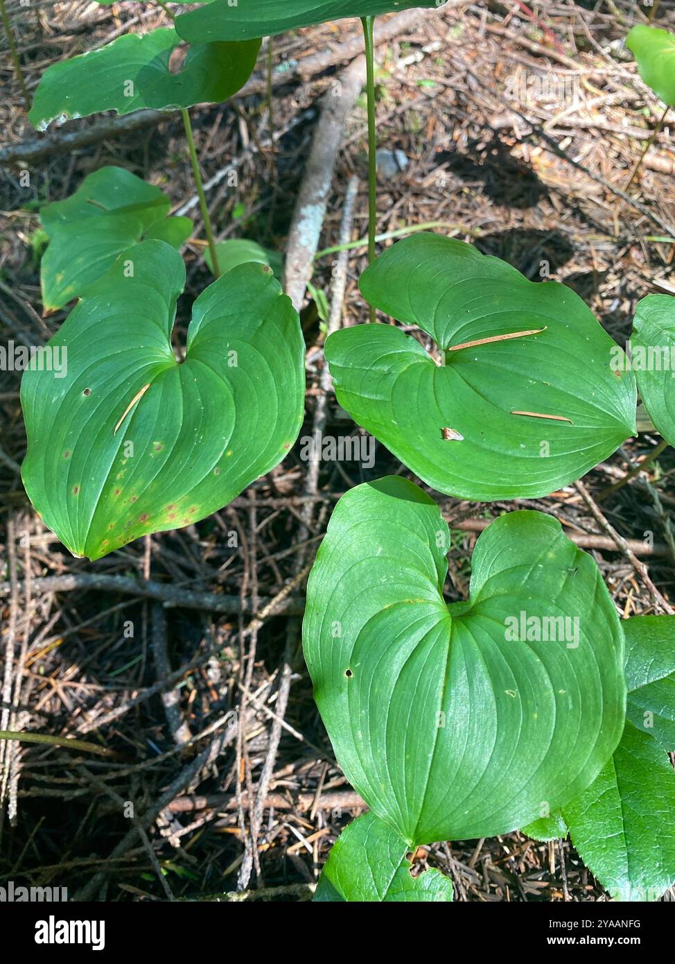 Western Lily of the Valley (Maianthemum dilatatum) Plantae Stock Photo ...