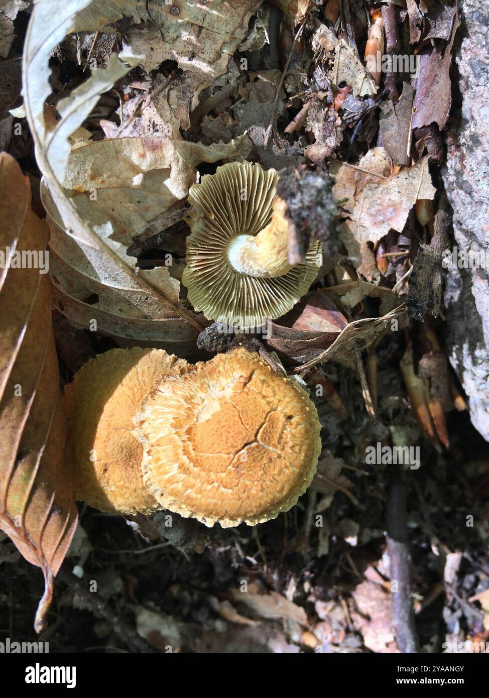 Fibercaps and Allies (Inocybaceae) Fungi Stock Photo - Alamy