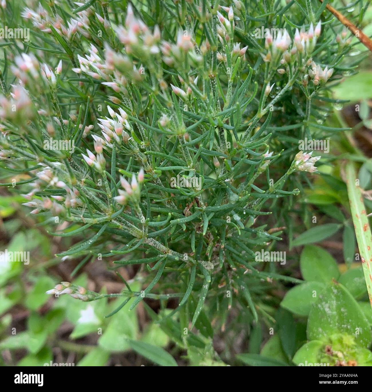 Oldman’s Cap (Polycarpaea corymbosa) Plantae Stock Photo - Alamy