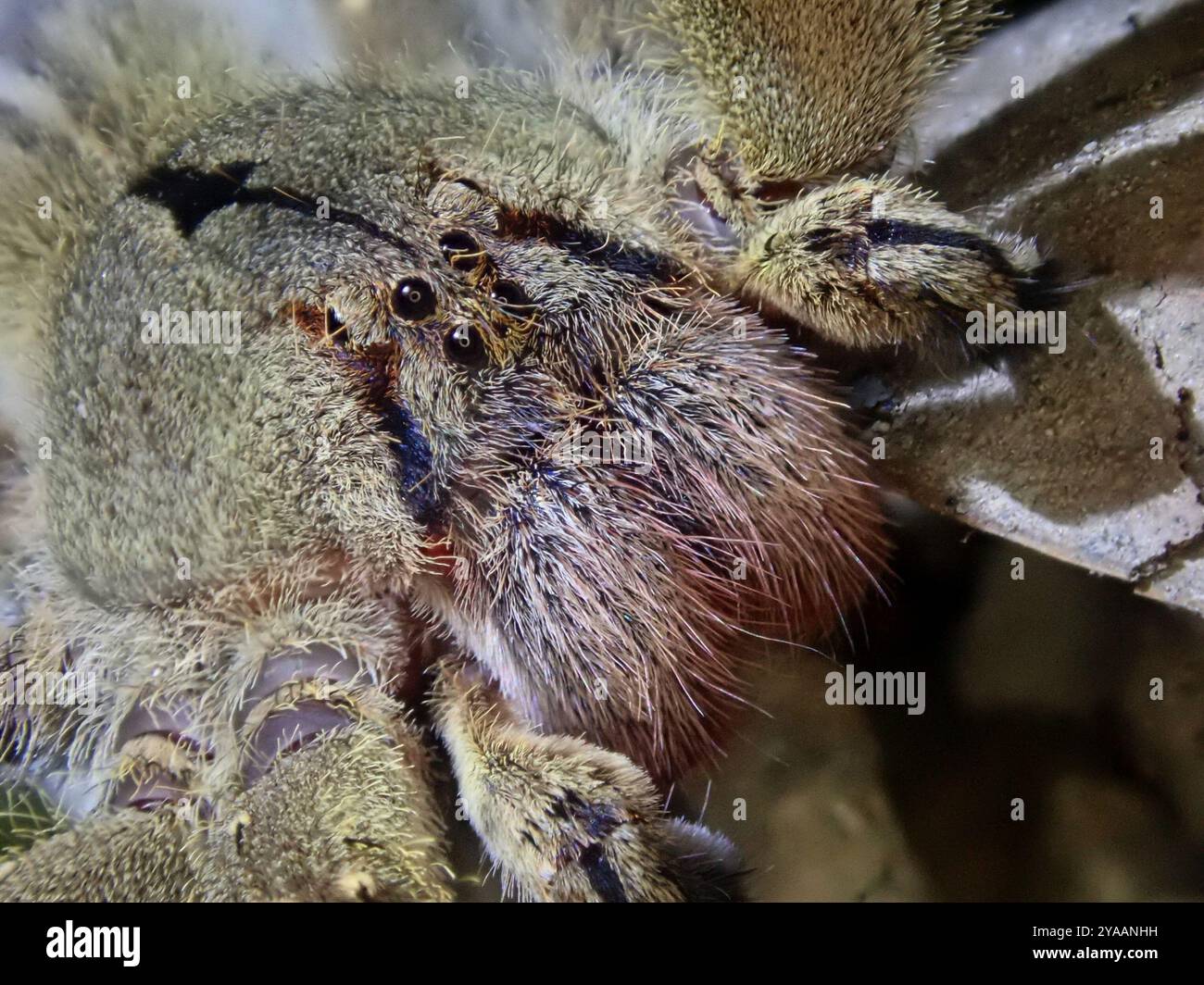 (Phoneutria eickstedtae) Arachnida Stock Photo - Alamy