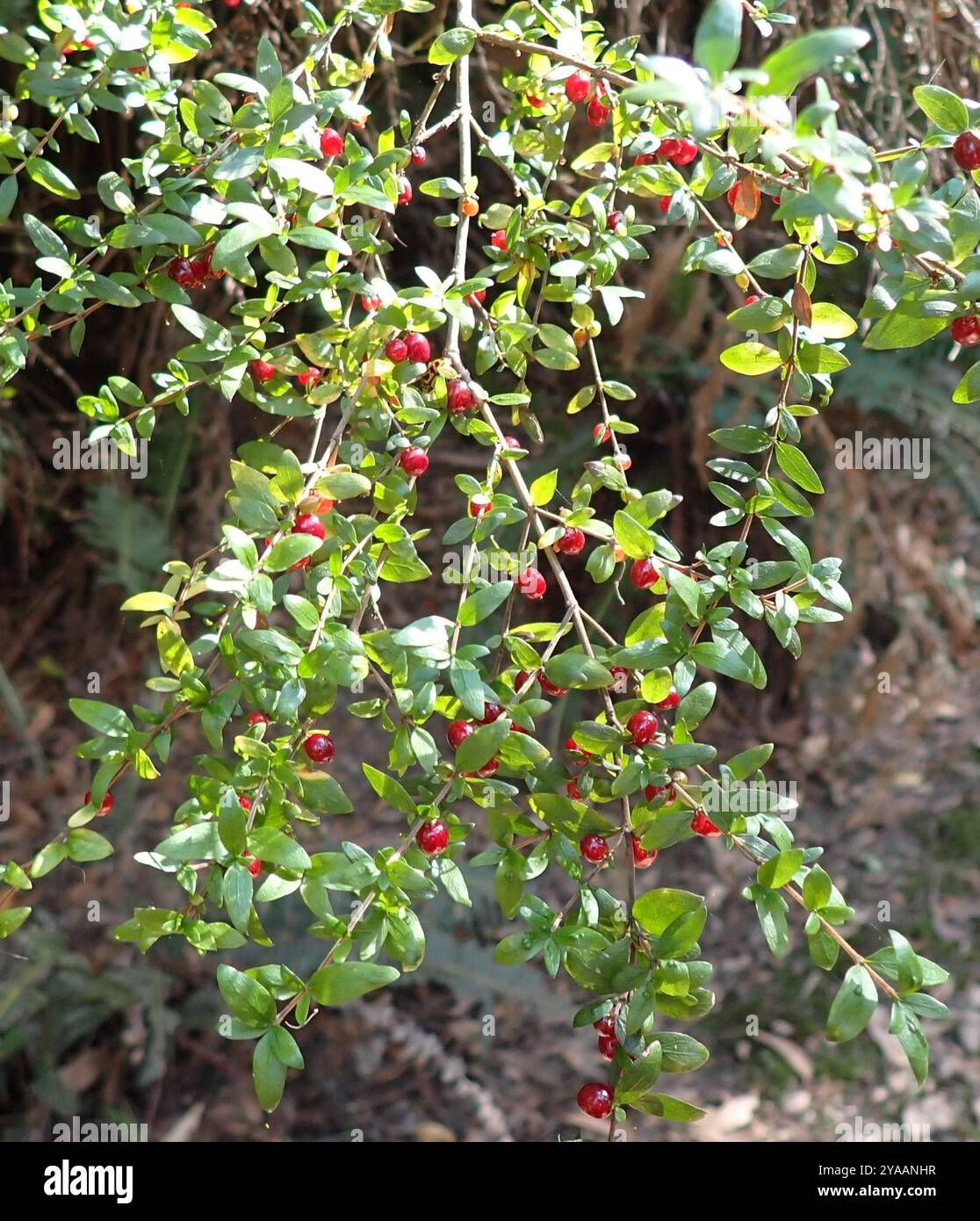 Prickly Currant-Bush (Coprosma quadrifida) Plantae Stock Photo - Alamy