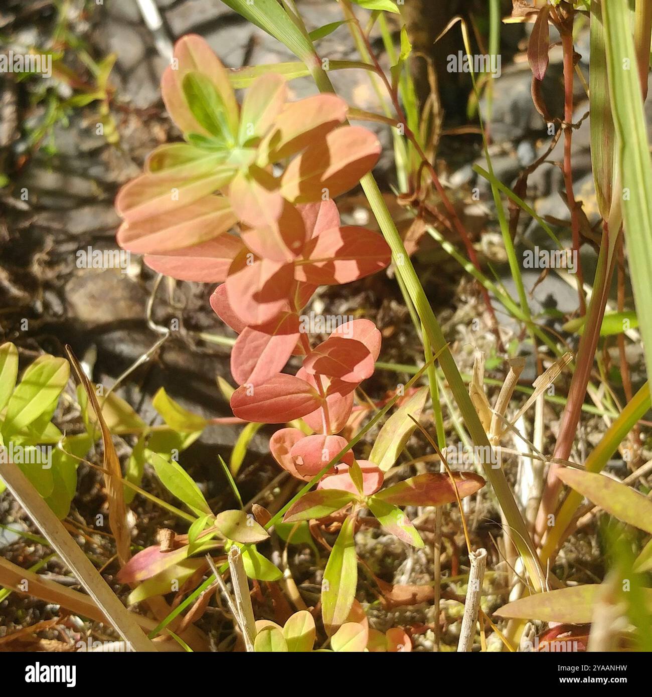 pale St. John's-wort (Hypericum ellipticum) Plantae Stock Photo - Alamy