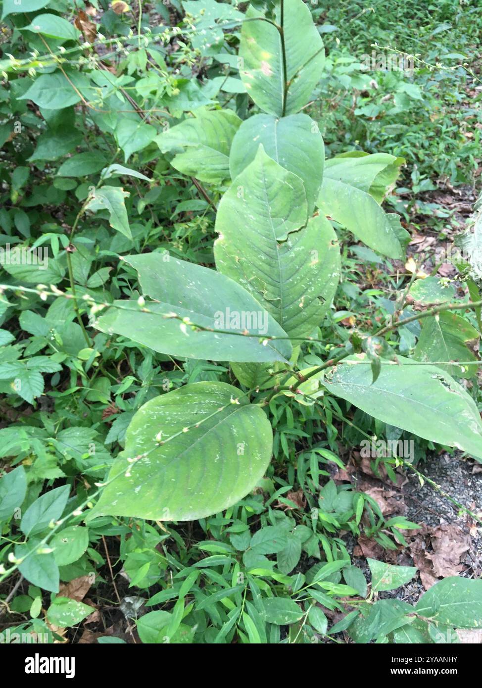 American jumpseed (Persicaria virginiana) Plantae Stock Photo - Alamy