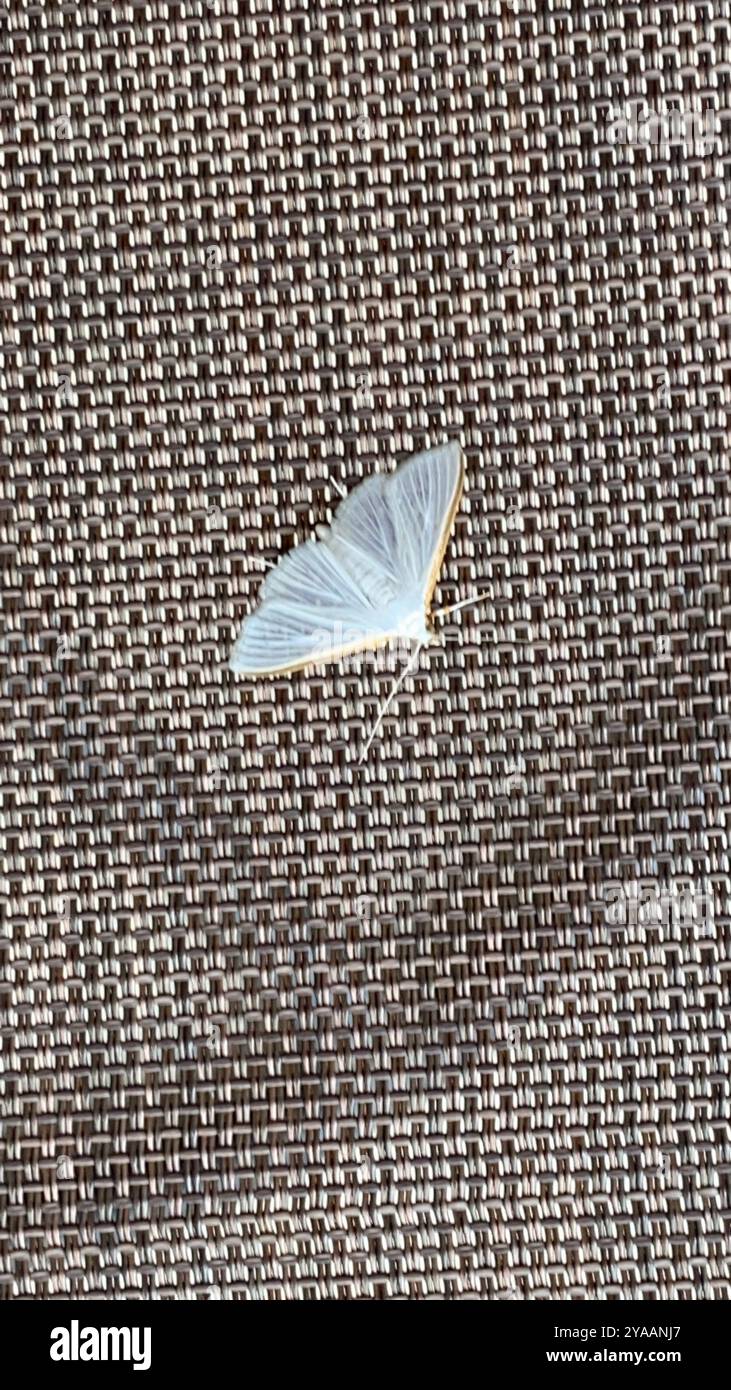 Orange-shouldered Sherbet Moth (Diaphania costata) Insecta Stock Photo ...