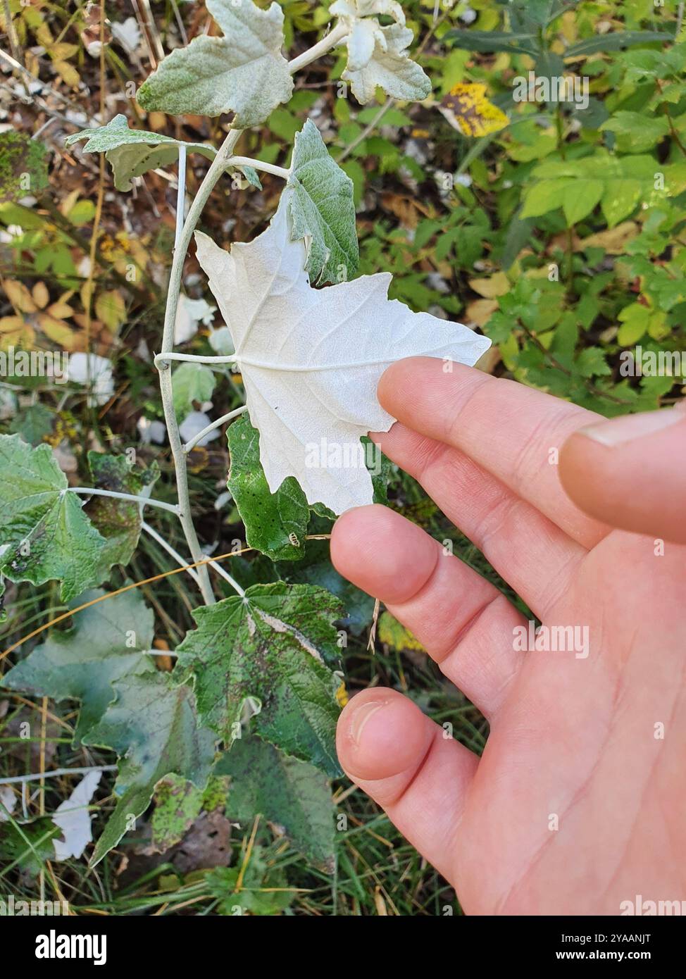 white poplar (Populus alba) Plantae Stock Photo - Alamy