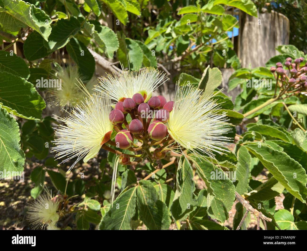 Pekea Nut (Caryocar brasiliense) Plantae Stock Photo - Alamy