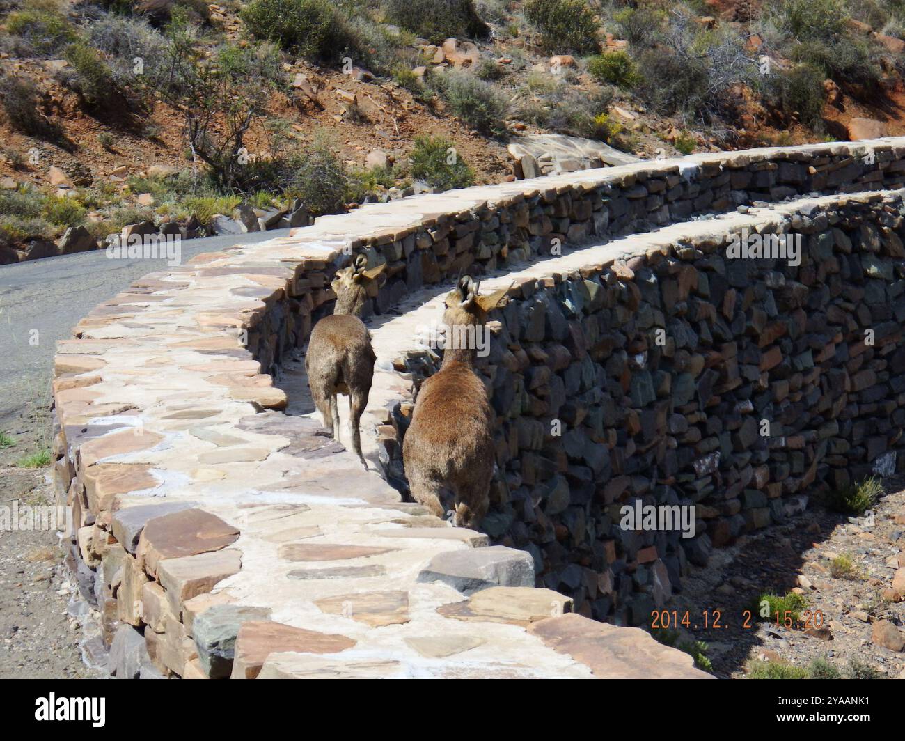 Cape Klipspringer (Oreotragus oreotragus oreotragus) Mammalia Stock ...