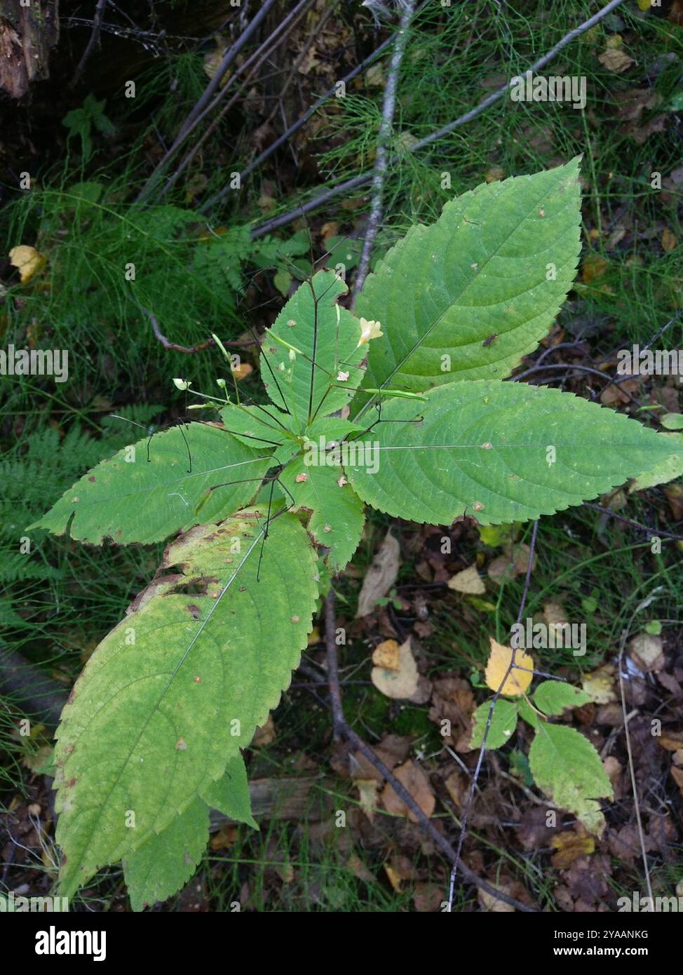 small balsam (Impatiens parviflora) Plantae Stock Photo - Alamy
