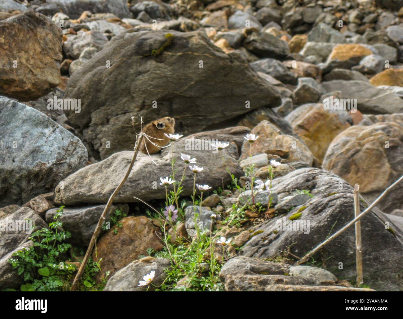 Pikas (Ochotonidae) Mammalia Stock Photo - Alamy