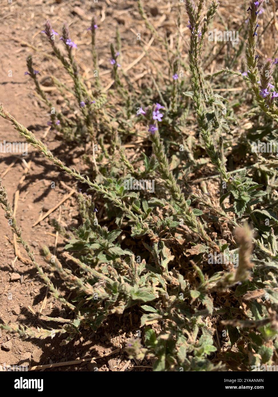 western vervain (Verbena lasiostachys) Plantae Stock Photo - Alamy