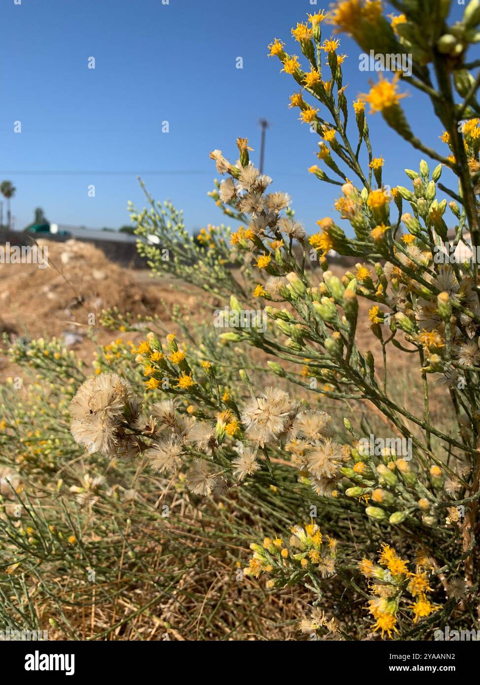 scalebroom (Lepidospartum) Plantae Stock Photo - Alamy