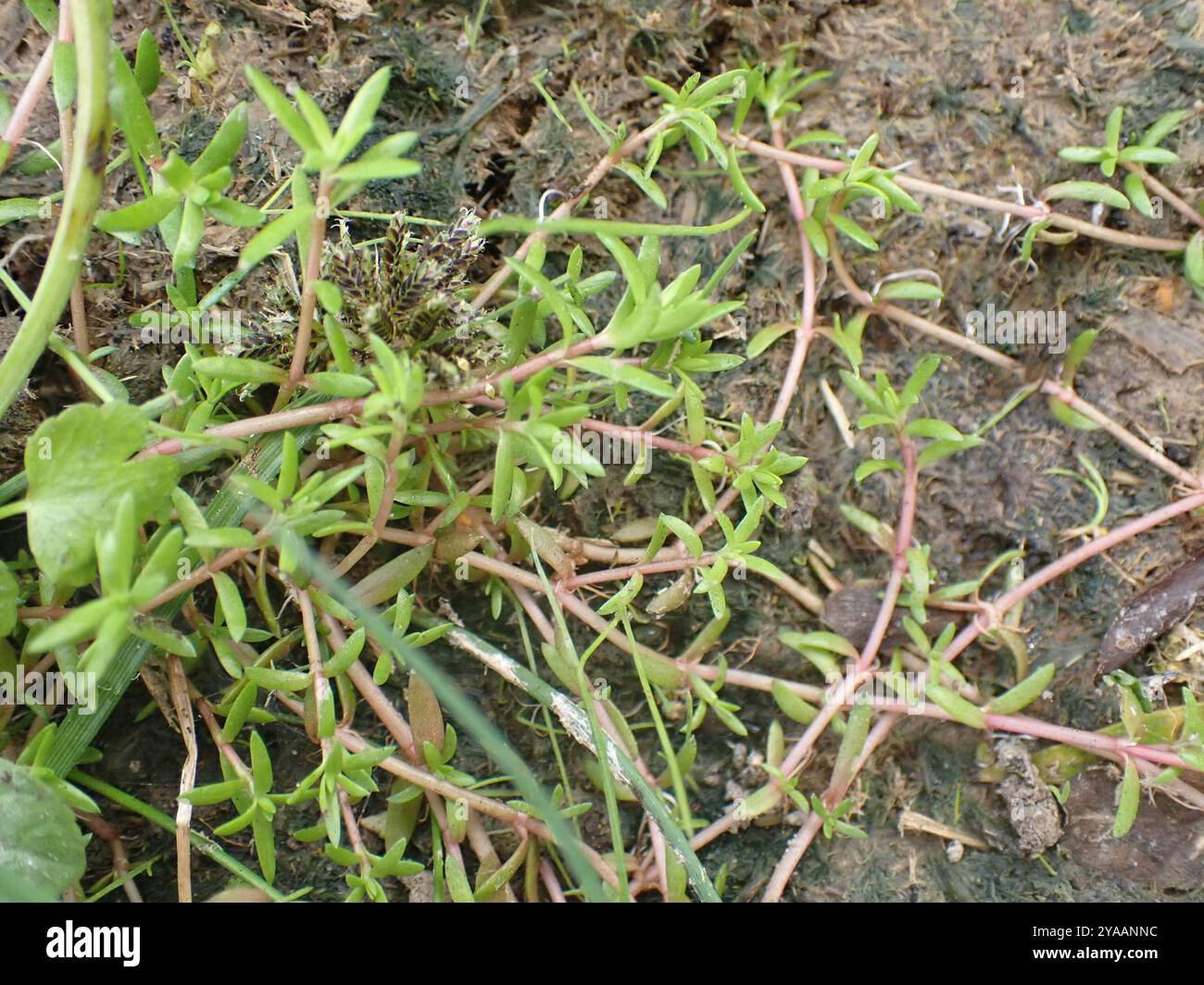 New Zealand pygmyweed (Crassula helmsii) Plantae Stock Photo - Alamy