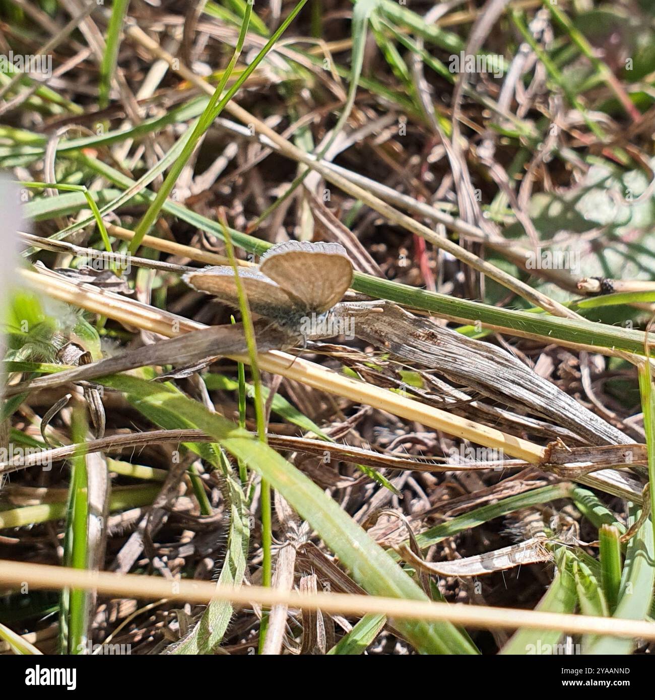 Common Grass-blue (Zizina otis labradus) Insecta Stock Photo - Alamy