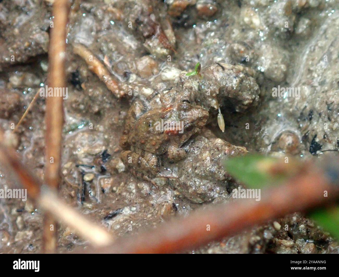 Canga Swamp Frog (Pseudopaludicola canga) Amphibia Stock Photo - Alamy
