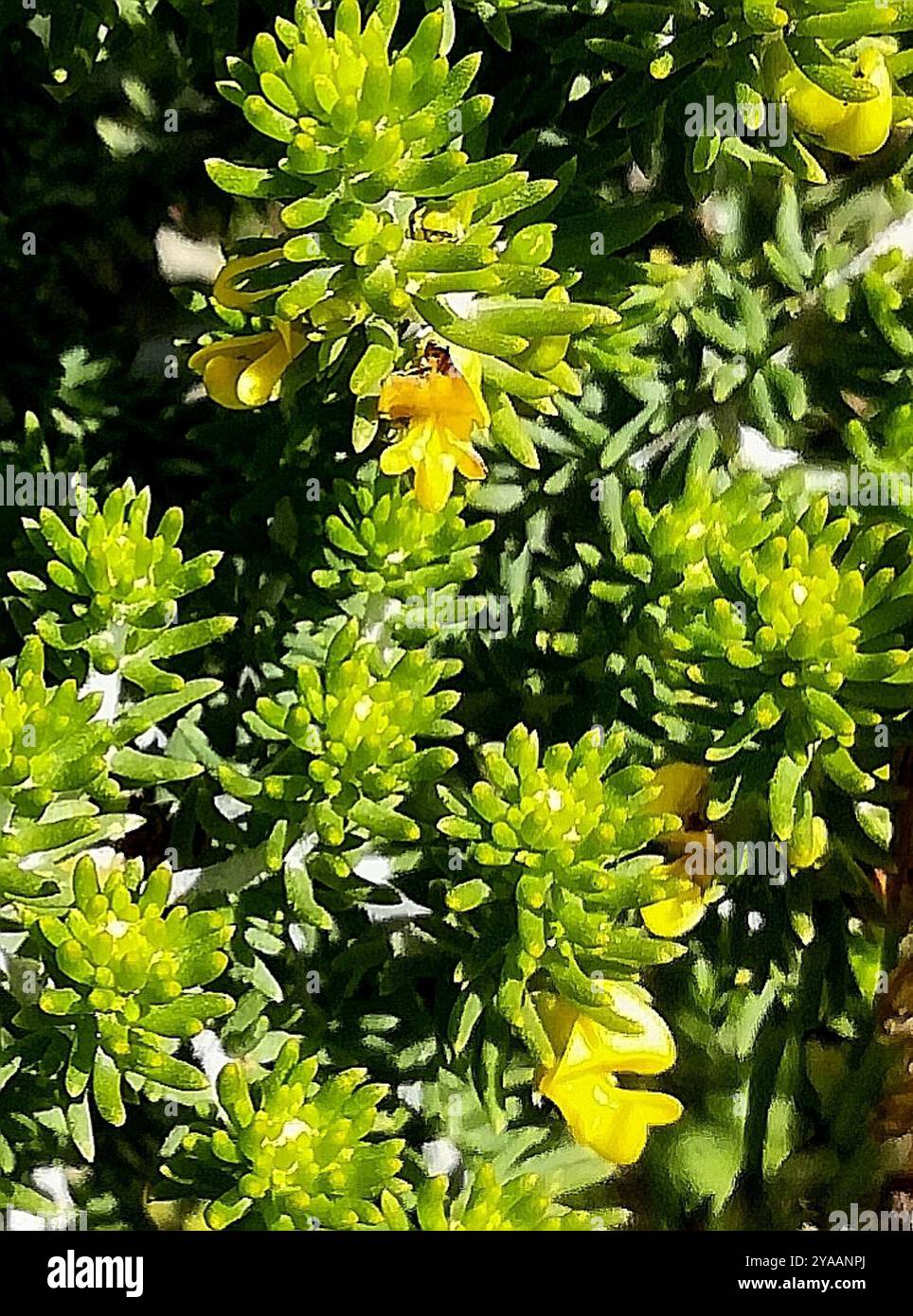 Western Thickleaf Capegorse (Aspalathus pinguis occidentalis) Plantae ...