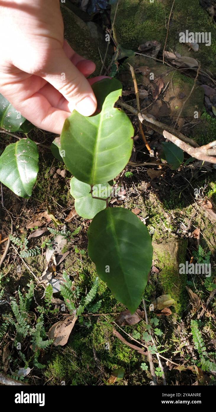 Embelia (Embelia australiana) Plantae Stock Photo - Alamy