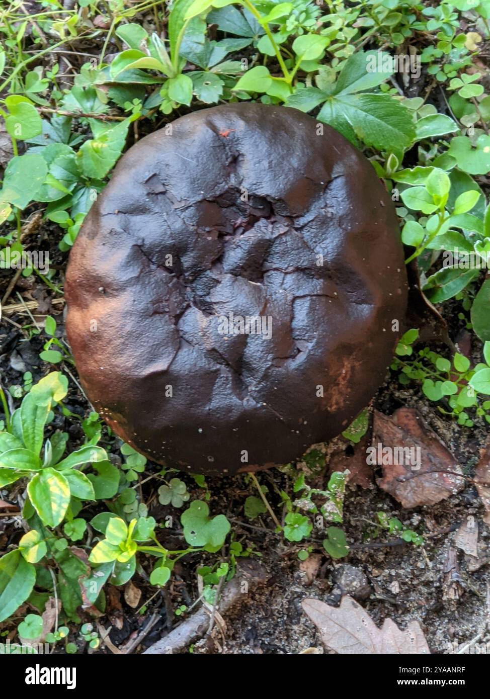 Purple-spored Puffball (Calvatia cyathiformis) Fungi Stock Photo - Alamy