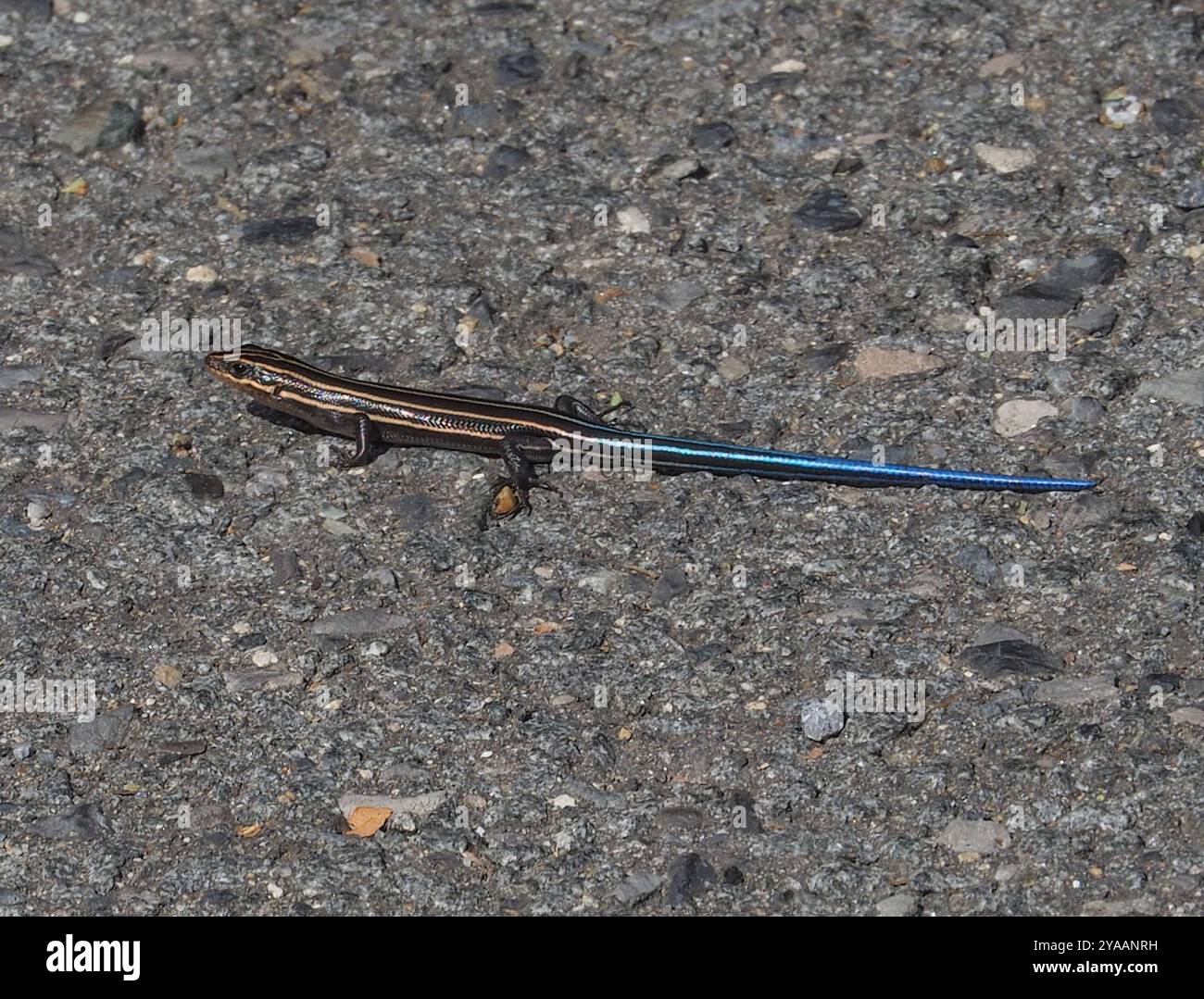 Common Five-lined Skink (Plestiodon fasciatus) Reptilia Stock Photo - Alamy