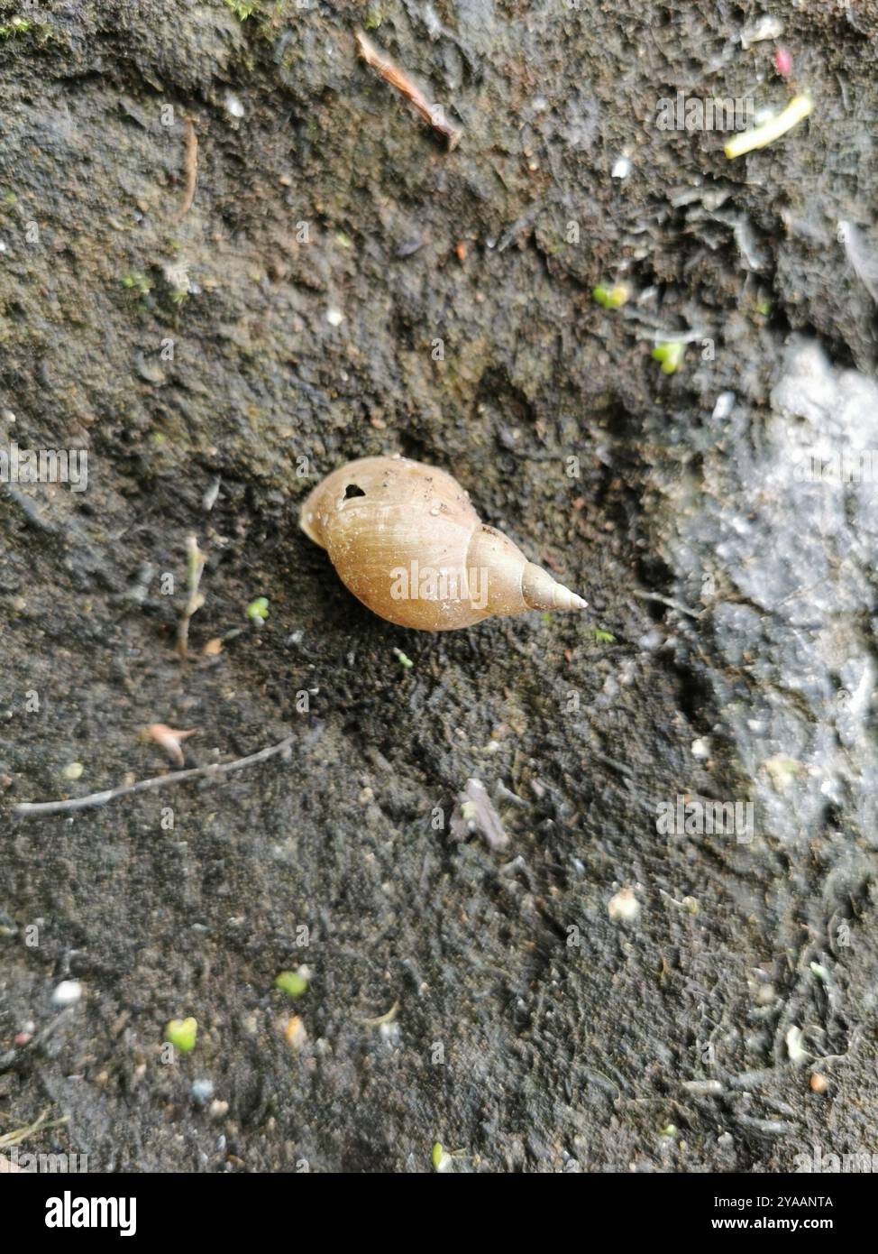 Great Pond Snail (Lymnaea stagnalis) Mollusca Stock Photo - Alamy