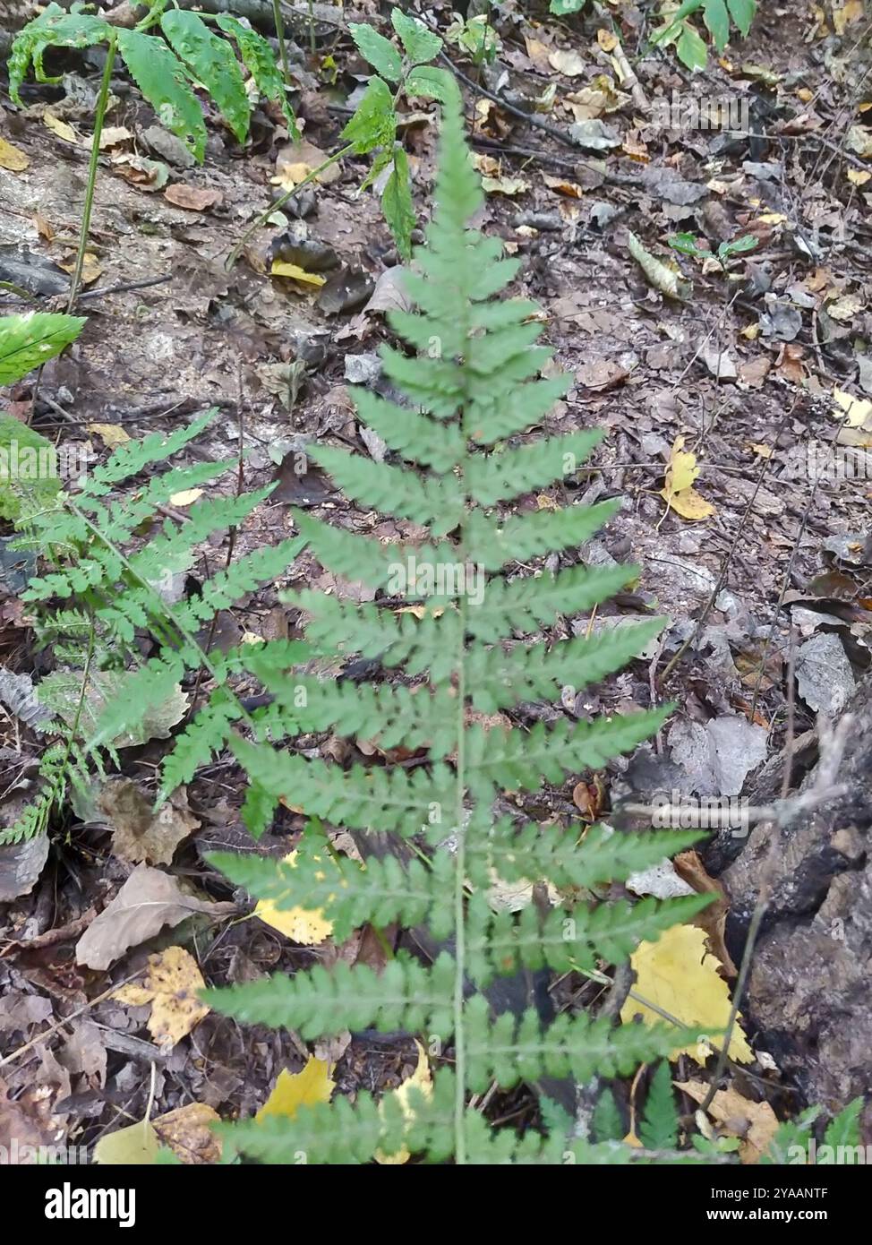 lady fern (Athyrium filix-femina) Plantae Stock Photo - Alamy