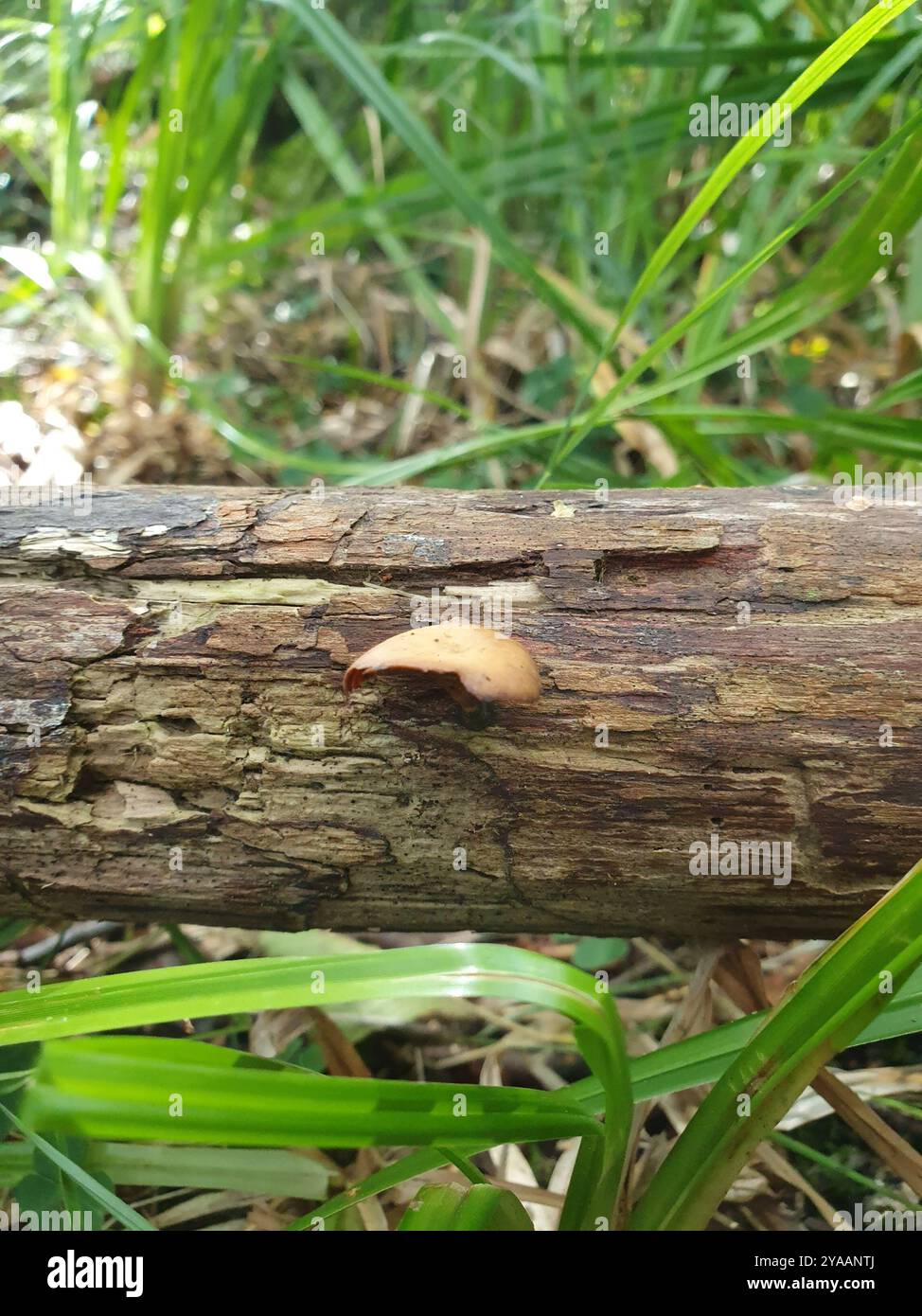 bracket fungi (Polyporaceae) Fungi Stock Photo - Alamy