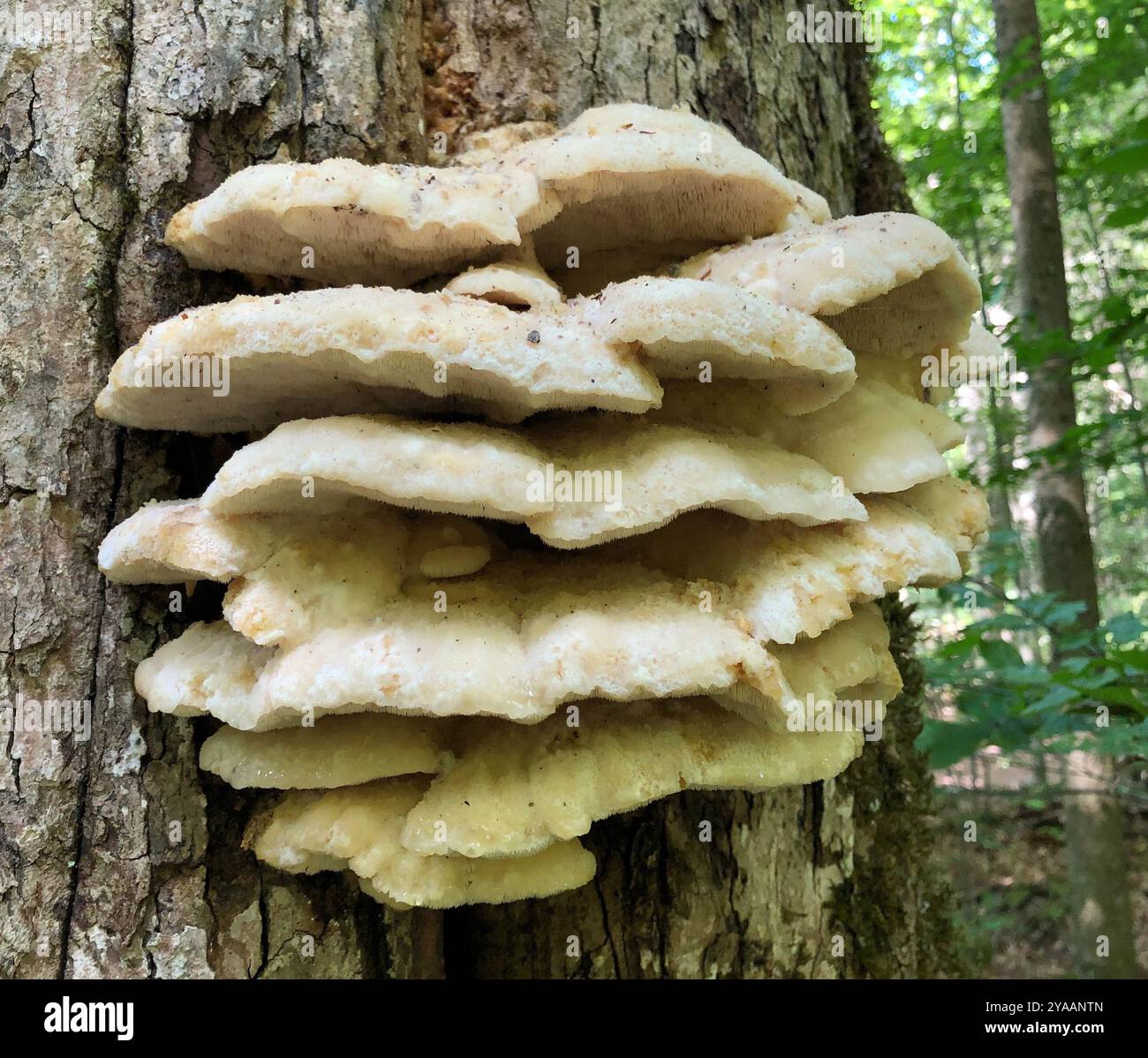 Northern Tooth (Climacodon septentrionalis) Fungi Stock Photo - Alamy