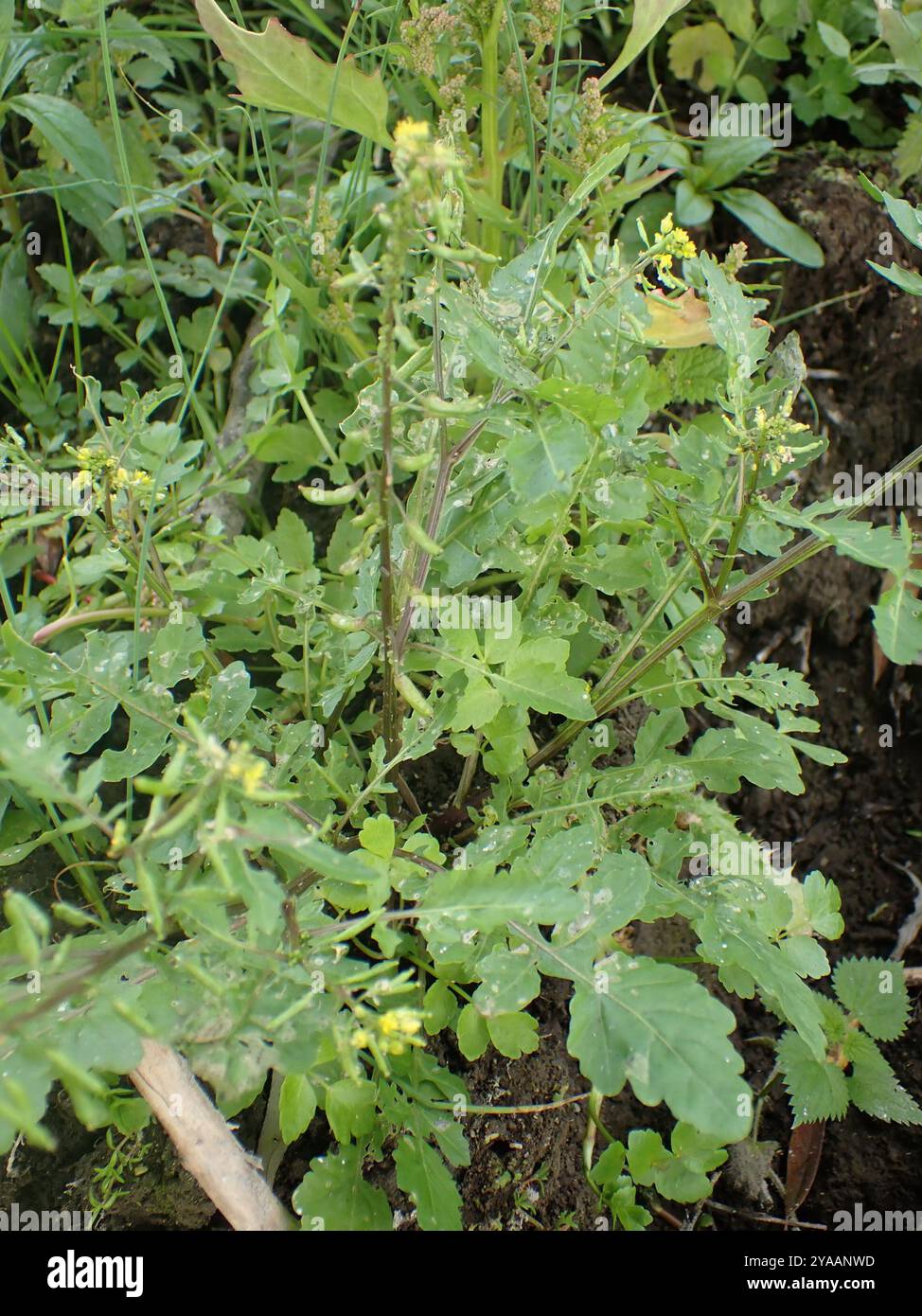 Bog Yellowcress (Rorippa palustris) Plantae Stock Photo - Alamy