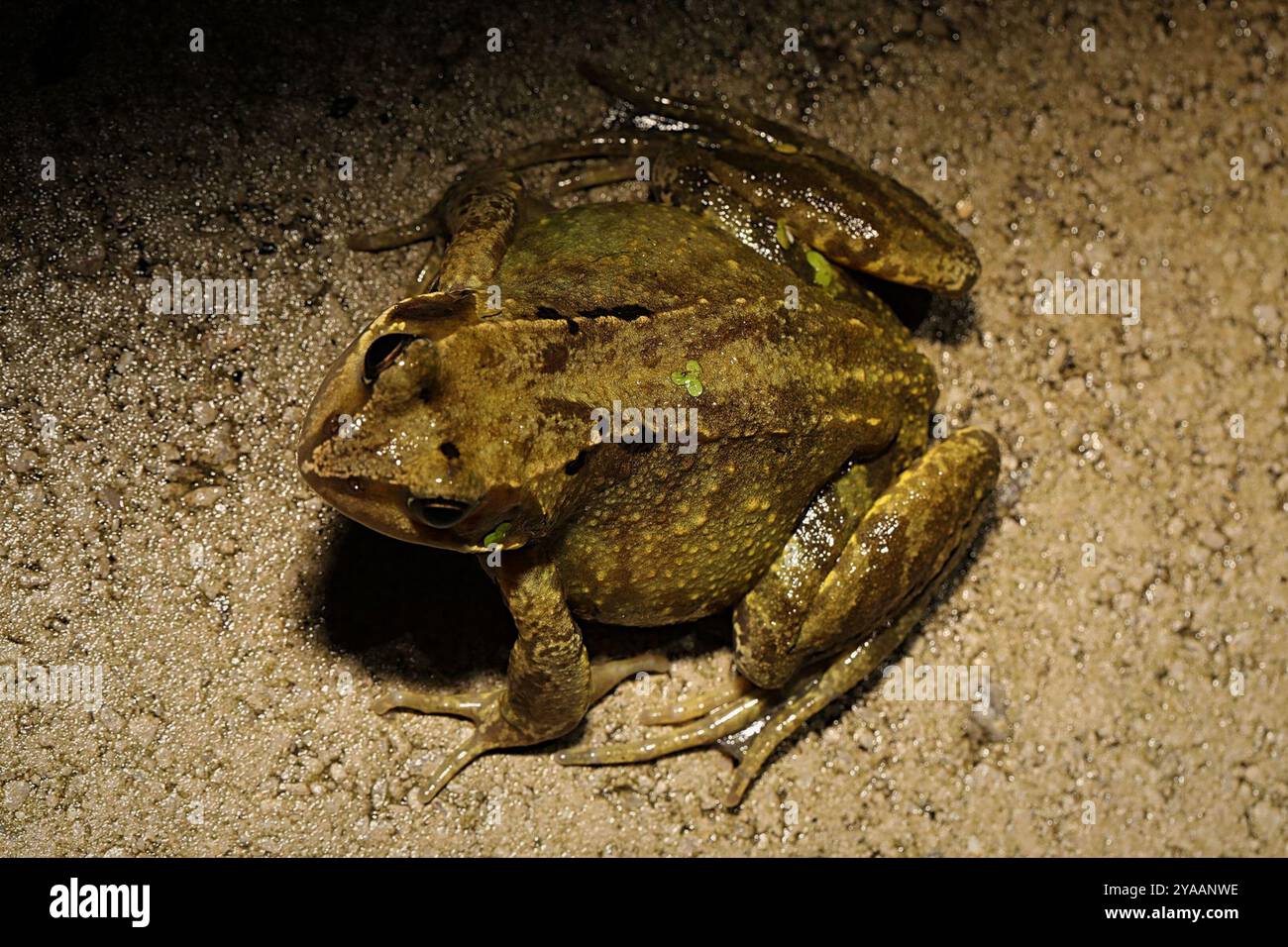 European Common Frog (Rana temporaria) Amphibia Stock Photo - Alamy