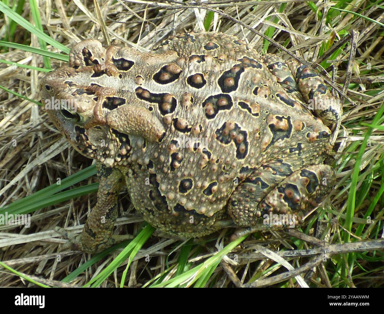 Southern Toad (Anaxyrus terrestris) Amphibia Stock Photo - Alamy