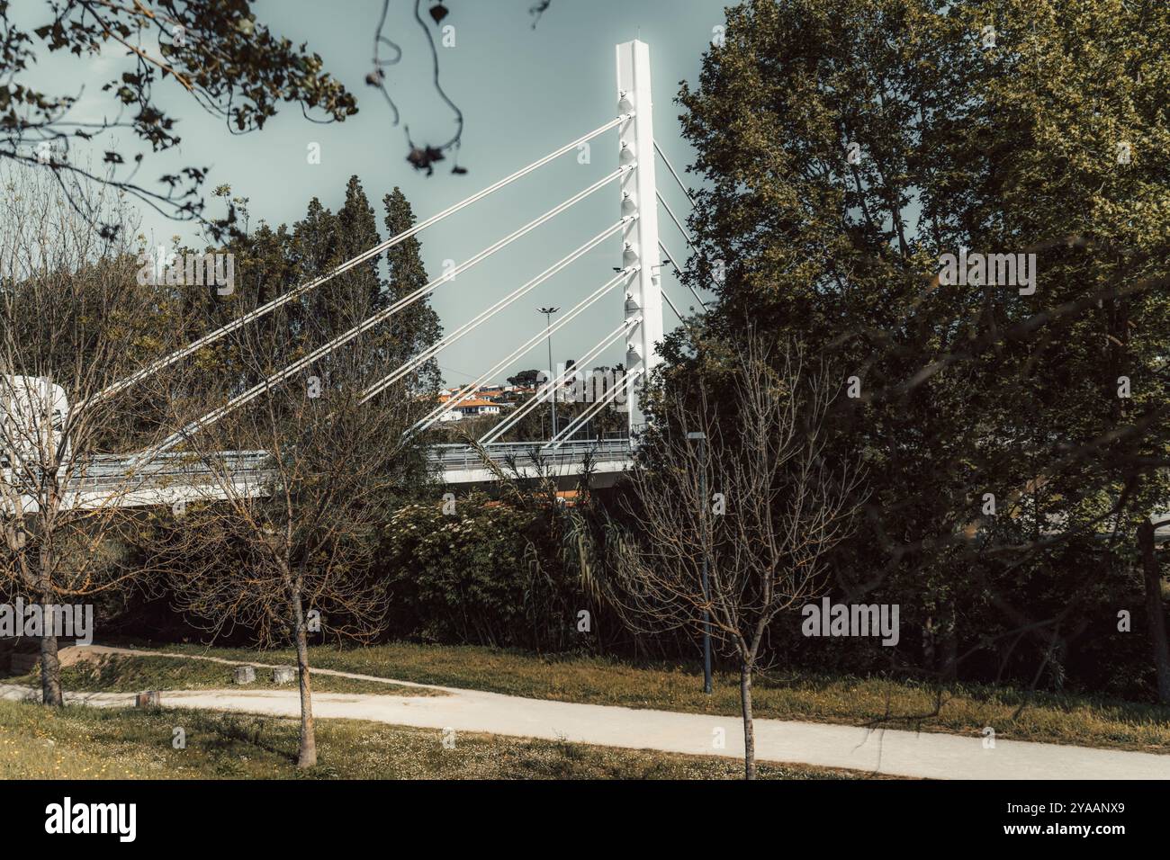 A modern white cable-stayed bridge with tall support towers, surrounded ...