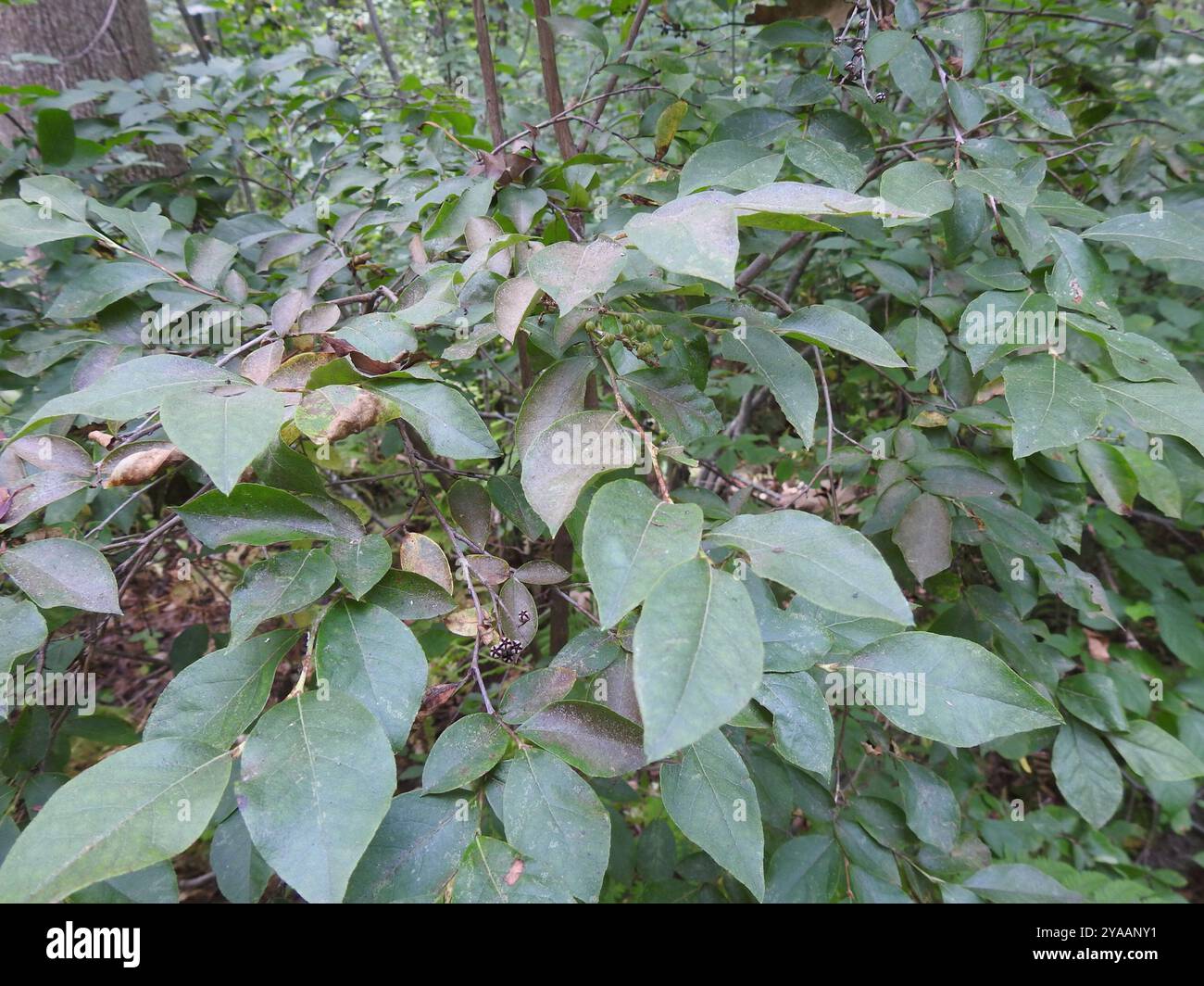 Northern highbush blueberry (Vaccinium corymbosum) Plantae Stock Photo ...