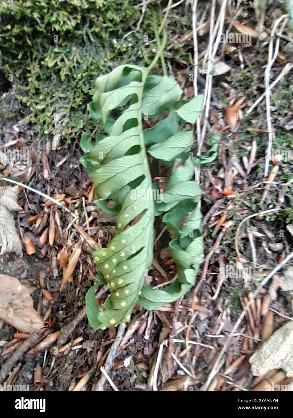 common polypody (Polypodium vulgare) Plantae Stock Photo - Alamy