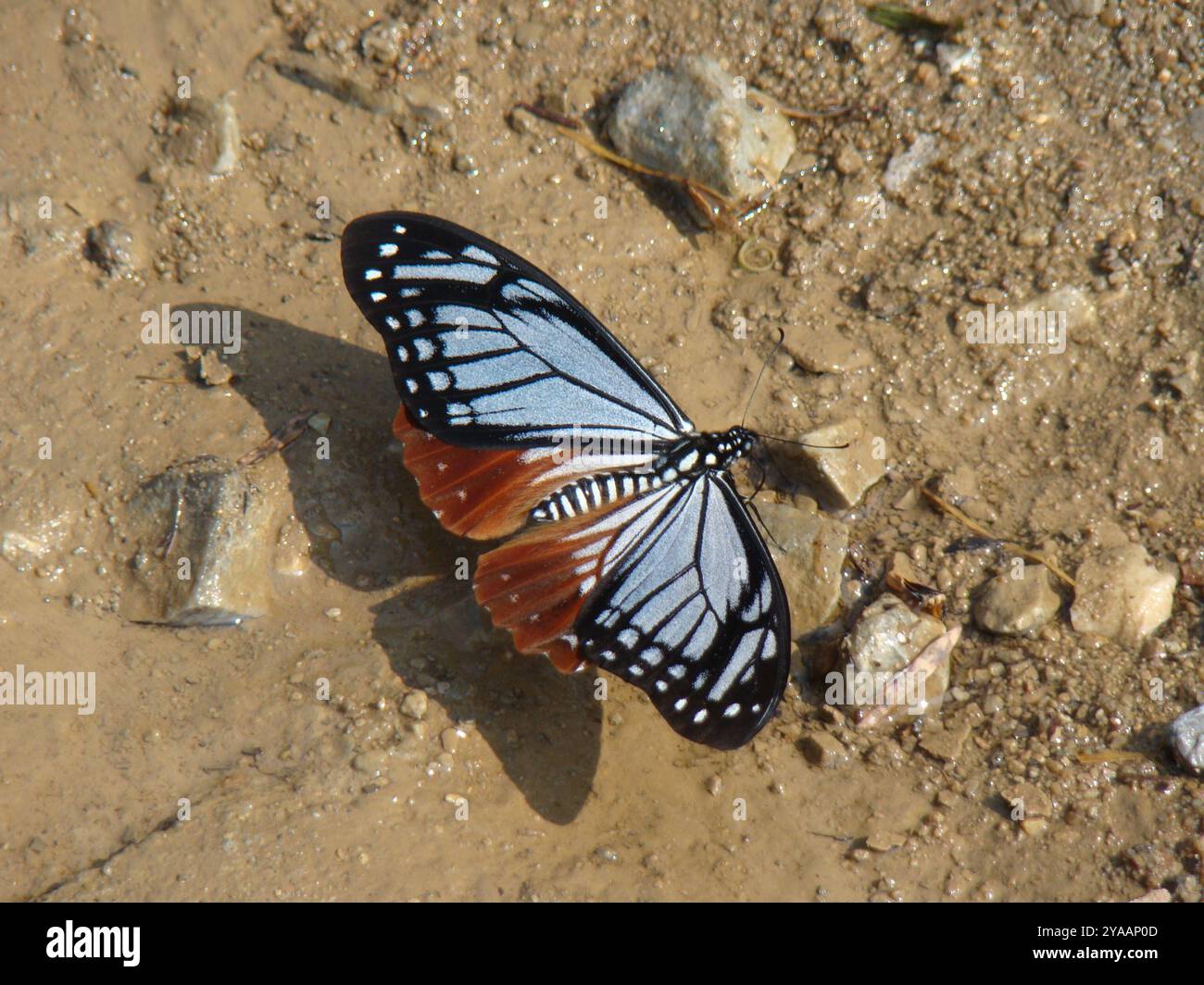 Tawny Mime Swallowtail (Papilio agestor) Insecta Stock Photo - Alamy