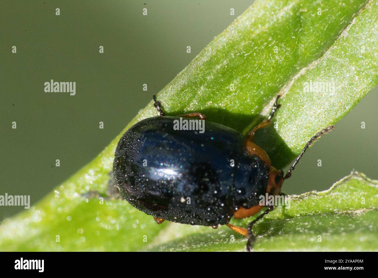 (Phaedon confinis) Insecta Stock Photo - Alamy