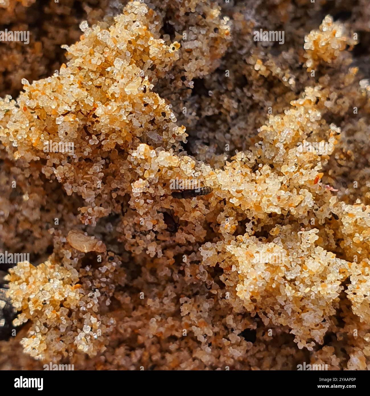 Spiny-legged Rove Beetles (Oxytelinae) Insecta Stock Photo - Alamy